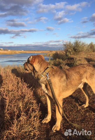Продаётся крупный пёс,породы гампр,армянский волко