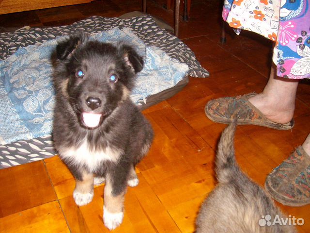 Щенки двор терьеры