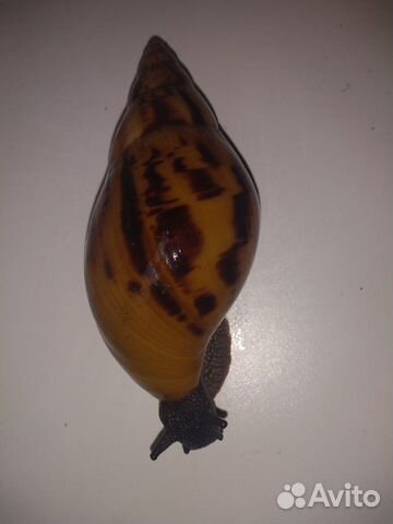 Улитка Ахатина Ахатина тигр стандарт