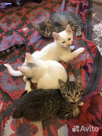 Отдаём 4 котят возраст 2 месяца