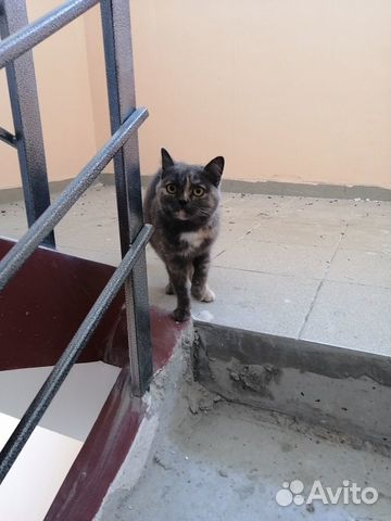 Кошечка в добрые руки