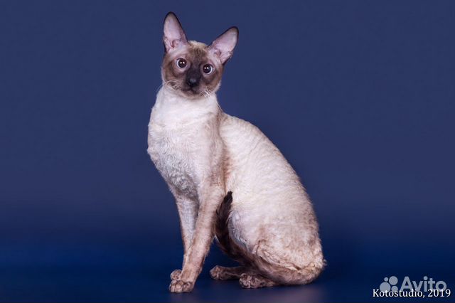 Молодой котик Корниш-Рекс