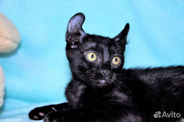 Люцифер - кот оберег