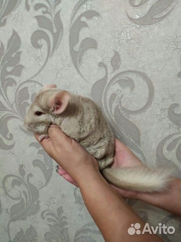 Шиншилла с клеткой
