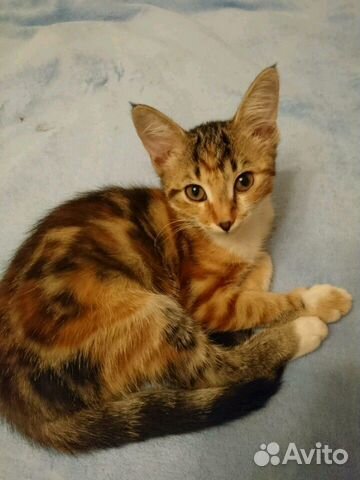 Котенок в добрые руки