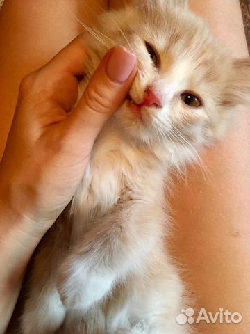 Котята смесь с мейн-куном