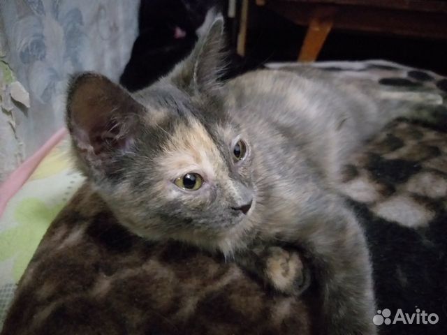 Котеночек в добрые руки