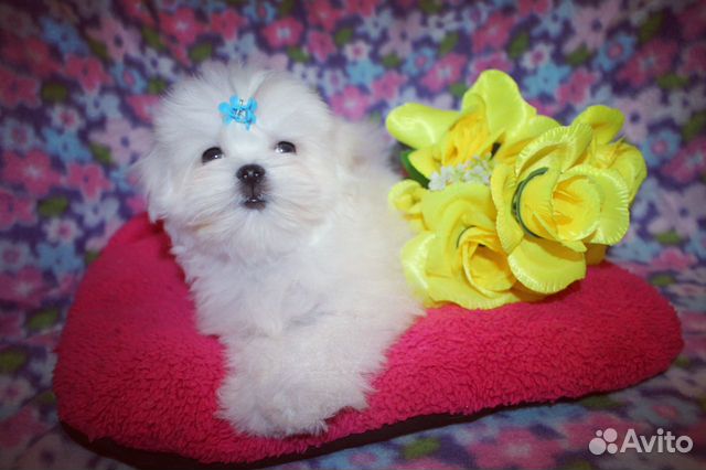 Очень красивый мальчик мальтезе 2,5 мес