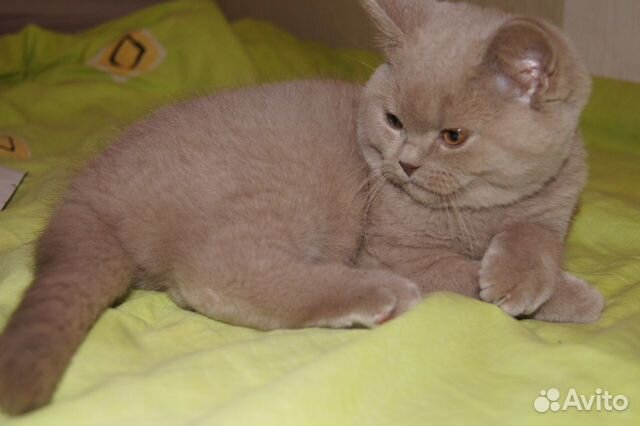 Шикарный котенок