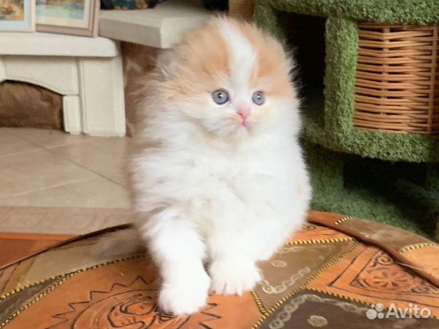 Скоттишфолд, котик