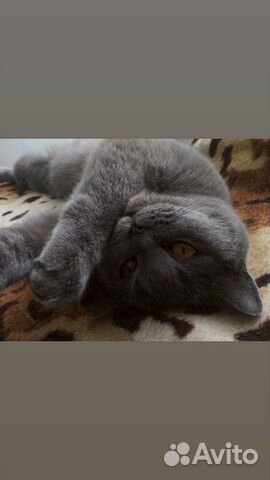 Кошка британка короткошерстная