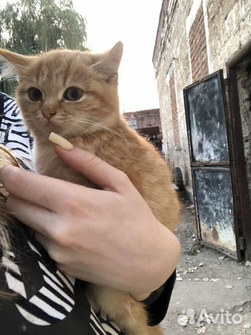 Котята коротконогие
