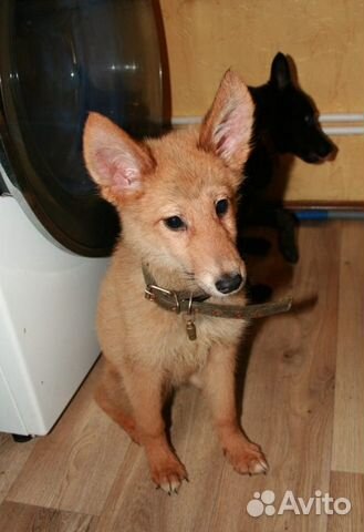 Щенок Леська