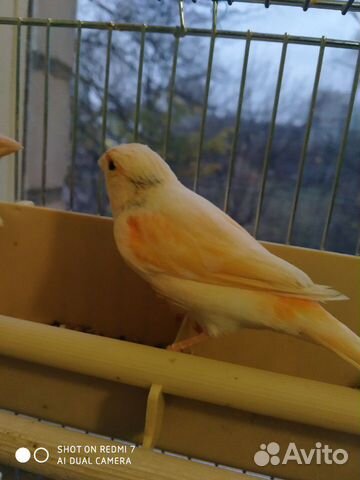 Канарейки самки молодые 7-9 месяцев