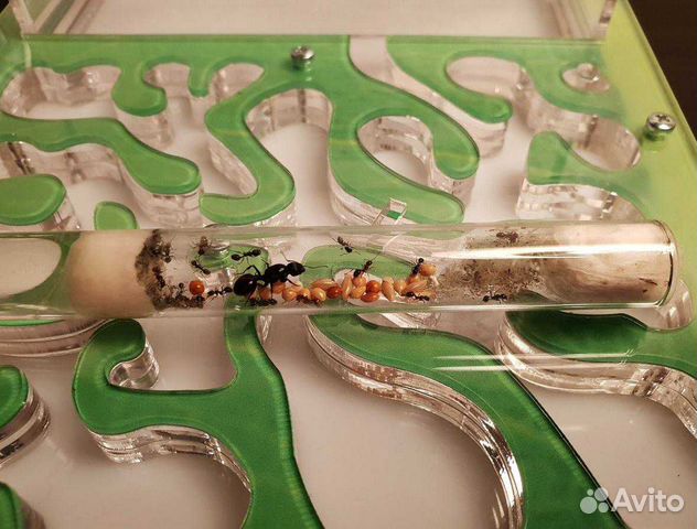 Муравьиная ферма