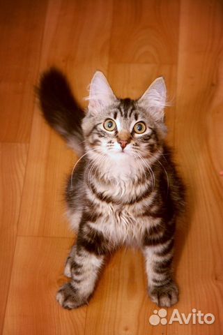 Пушистый хвостик, 3 мес, в добрые руки