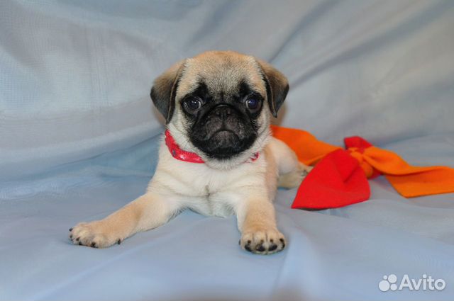 Малышка мопсик