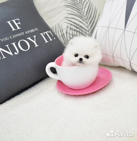 Микро и Мини Мимишки*Доставка