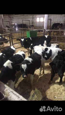 Телята 3-4 х месячные