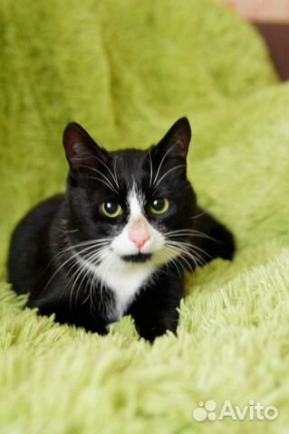 Самый общительный кот ищет дом