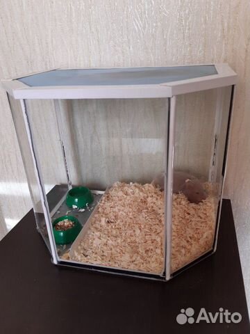 Отдам хомячка