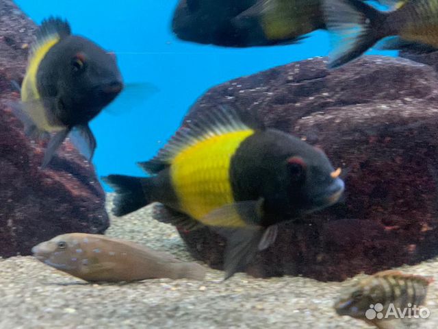 Трофеус икола