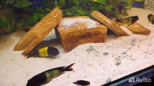 Трофеус Икола (Ikola Kaiser)