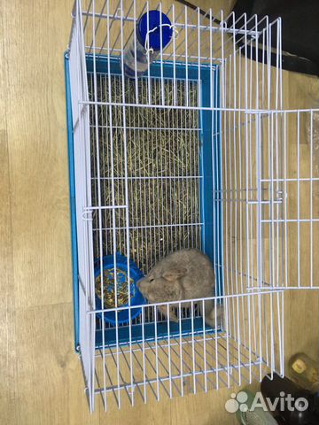 Продам Шиншиллу