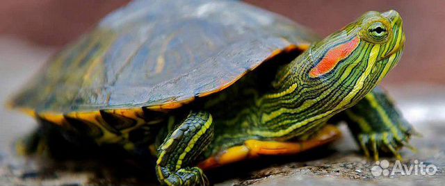 Водная красноухая черепаха