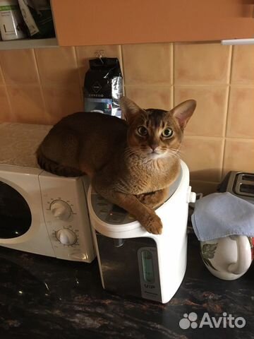 Абиссин Кот на вязку