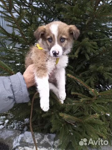 Ну очень симпатичный щенок в дар