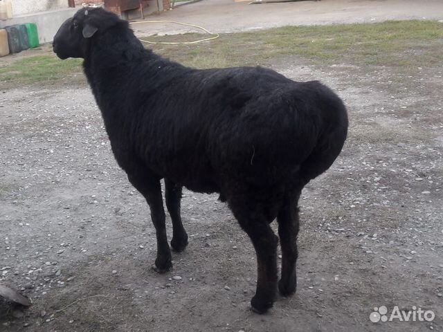 Баран эдельбаевский