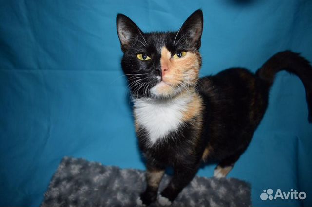 Кошка трехцветка Сарочка 1год стерилизованная, при