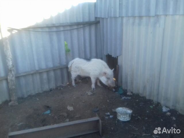 Вьетнамский кабан