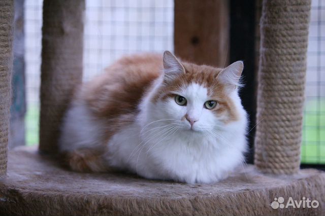 Пристраивается котик Маркиз