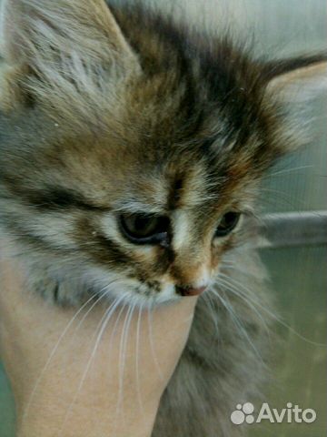 Котенок в добрые руки