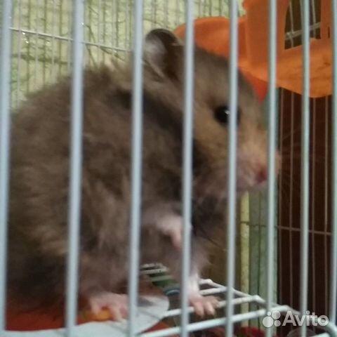Продам 2х Хомяков с клеткой мальчик светлый девочк