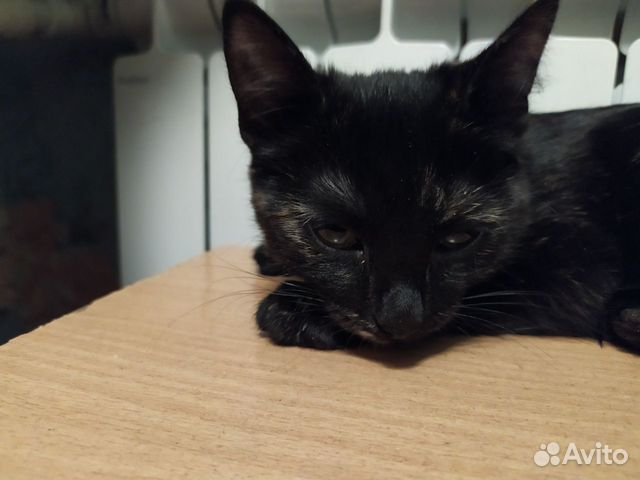 Котята 4,5 мес