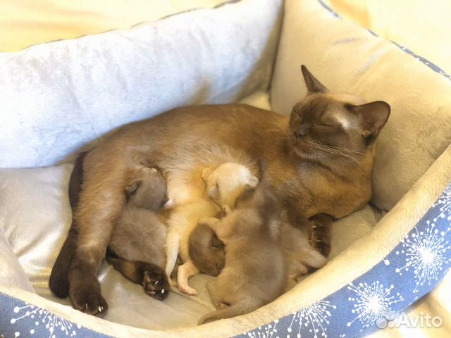 Американская бурма