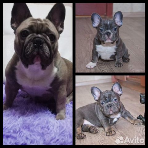 Дочки Хрюши