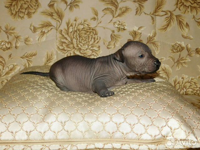 Мексиканская голая / ксолоитцкуинтли медио