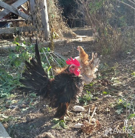 Малазийская серама