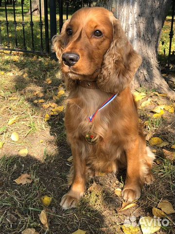 Вязка коккер спаниель