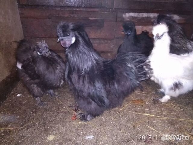 Китайский шелковый петушок