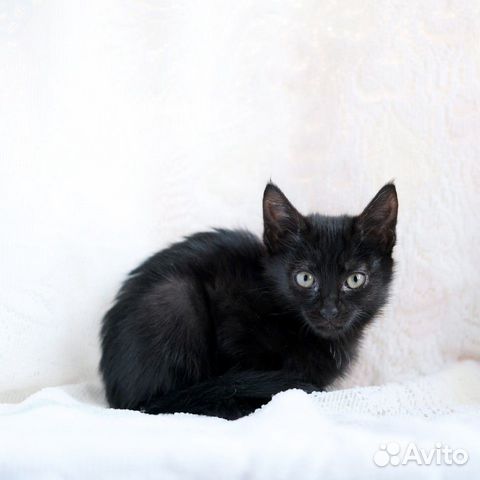 Абсолютно черный котенок