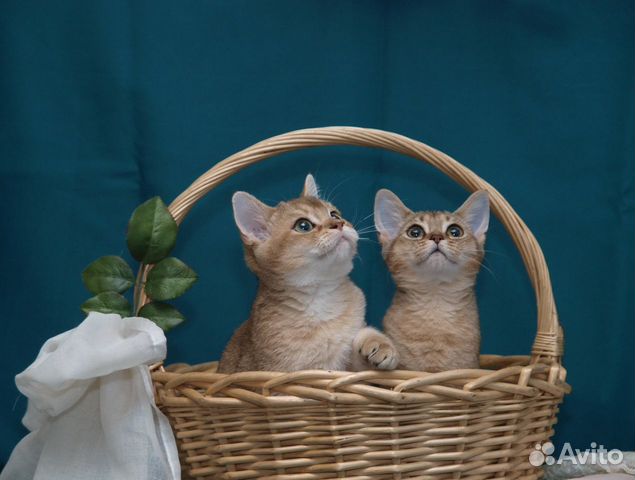 Британские котята