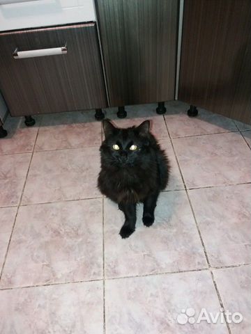 Мурзик ищет дом