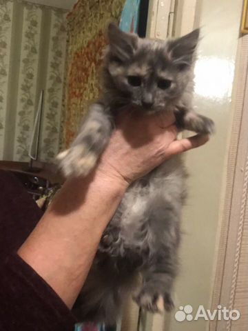 Котёнок - пушистенький мальчик