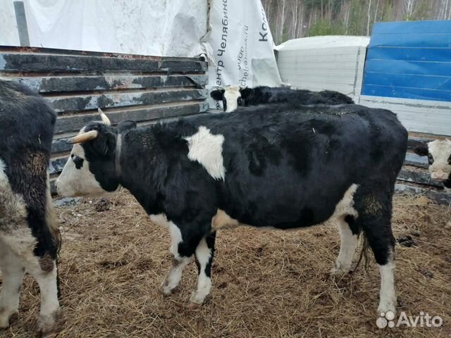 Телка стельная 2,5 года