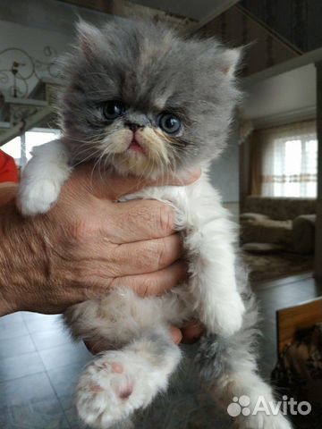 Персидский котенок